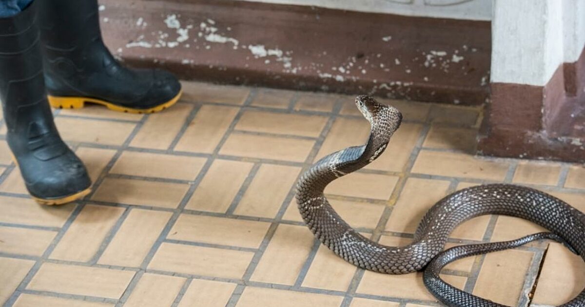 Ron Pearce | Sleeping With the Snakes